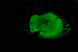 Halloween Science activities - glow in the dark goo