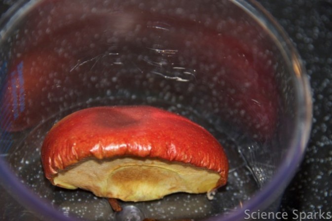 Why does food decay? Microbiology Investigation for kids