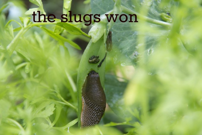 5 ways to stop slugs eating your plants