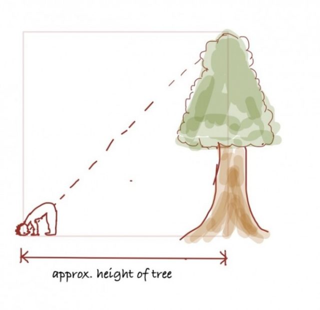 How tall is a tree