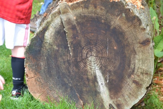 How to find out the age of a tree