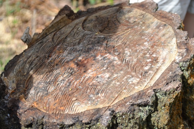 How to find out the age of a tree