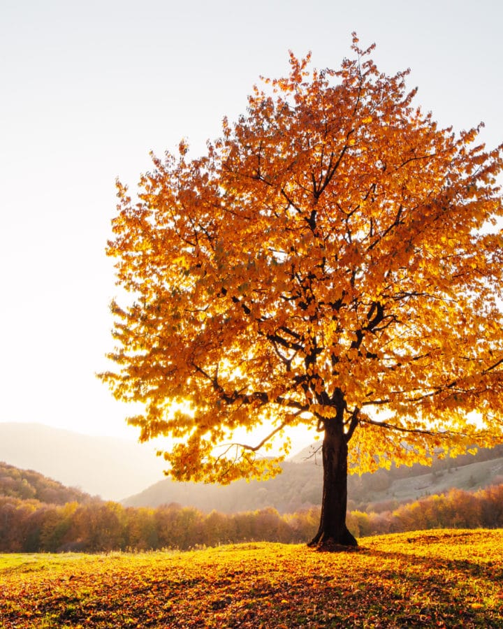 Autumn Science Experiments - Science Experiments for Kids