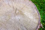 How to find out the age of a tree