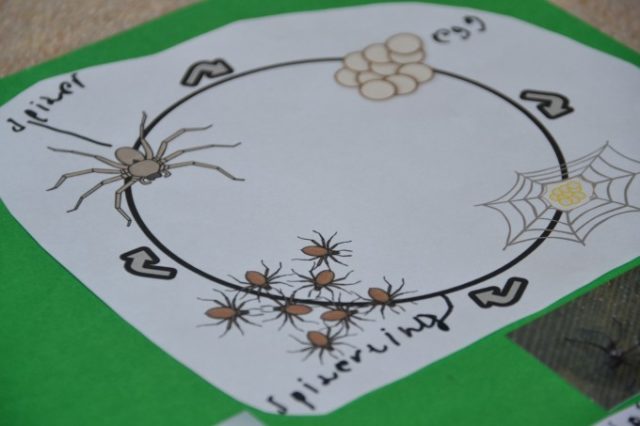 Minibeast hunt