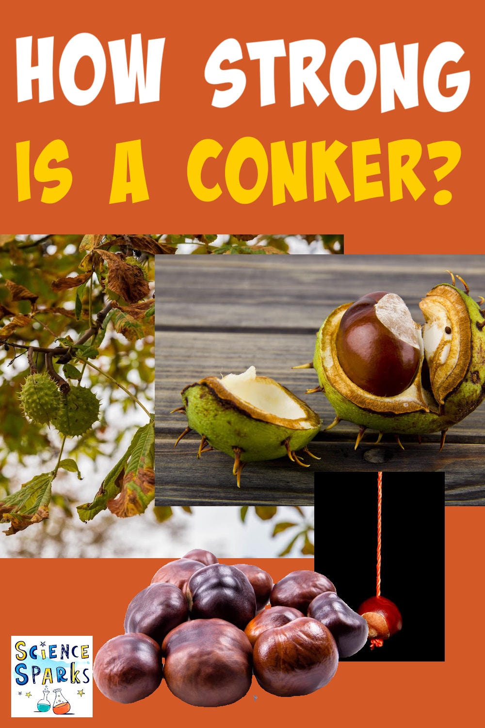 How Strong is a conker?