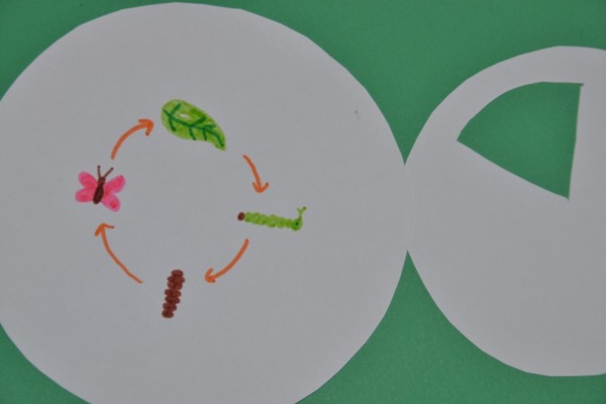 Minibeasts - Minibeast life cycles - Science Sparks