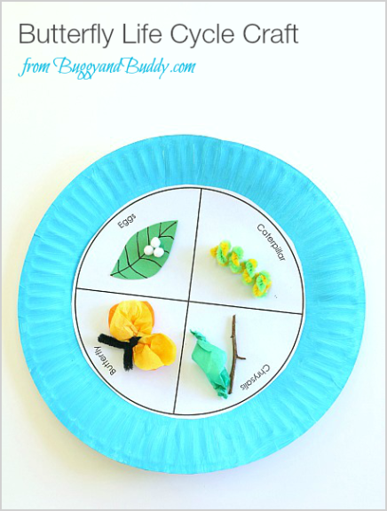 Minibeasts - Minibeast life cycles - Science Sparks
