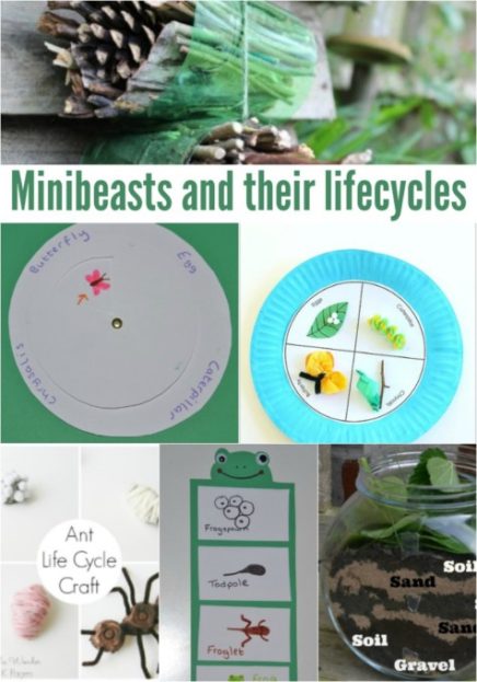 Minibeasts - Minibeast life cycles - Science Sparks