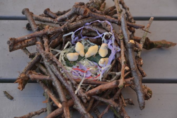 Bird Beak Adaptations - Darwins Finches - Science for Kids