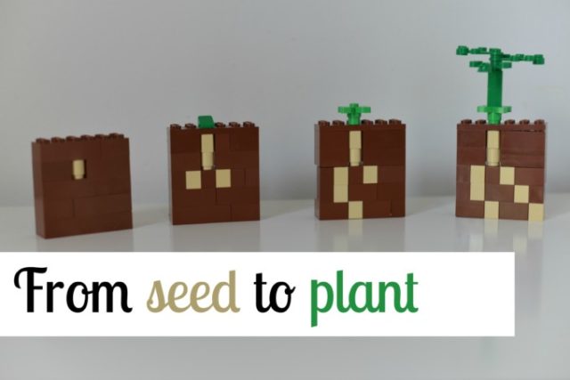 Plant Science - Plant Growth Model - Lego plant growth model