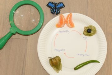 Edible Butterfly Life Cycle - Life Cycles - Science Sparks