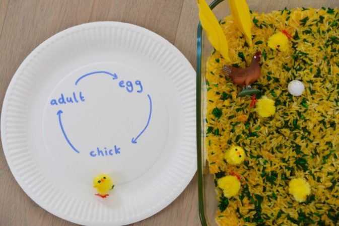 Life Cycles - Chicken Life Cycle Sensory Bin - Science Experiments for Kids