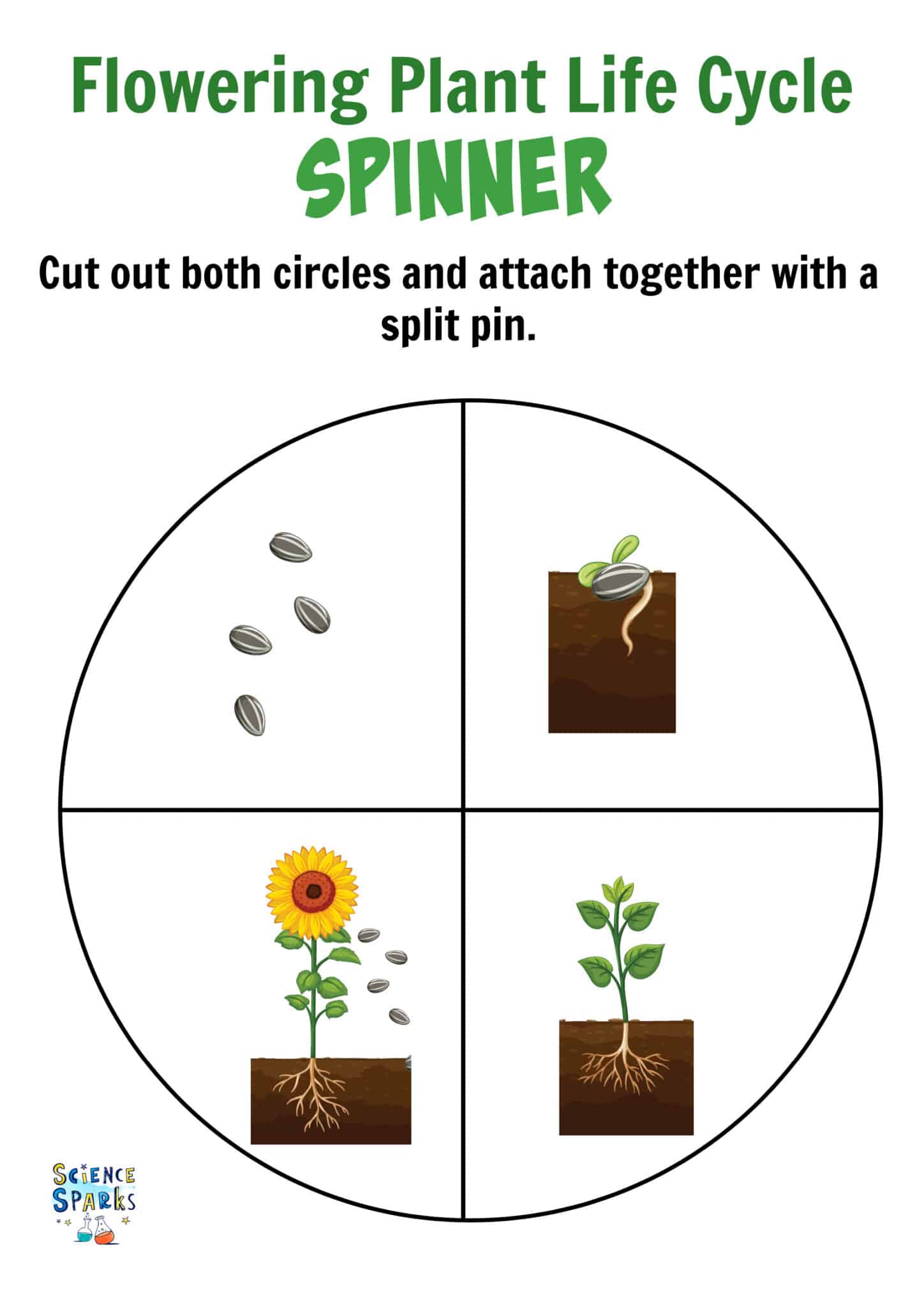 Plant Science - Plant Life Cycle Spinner - Science Sparks
