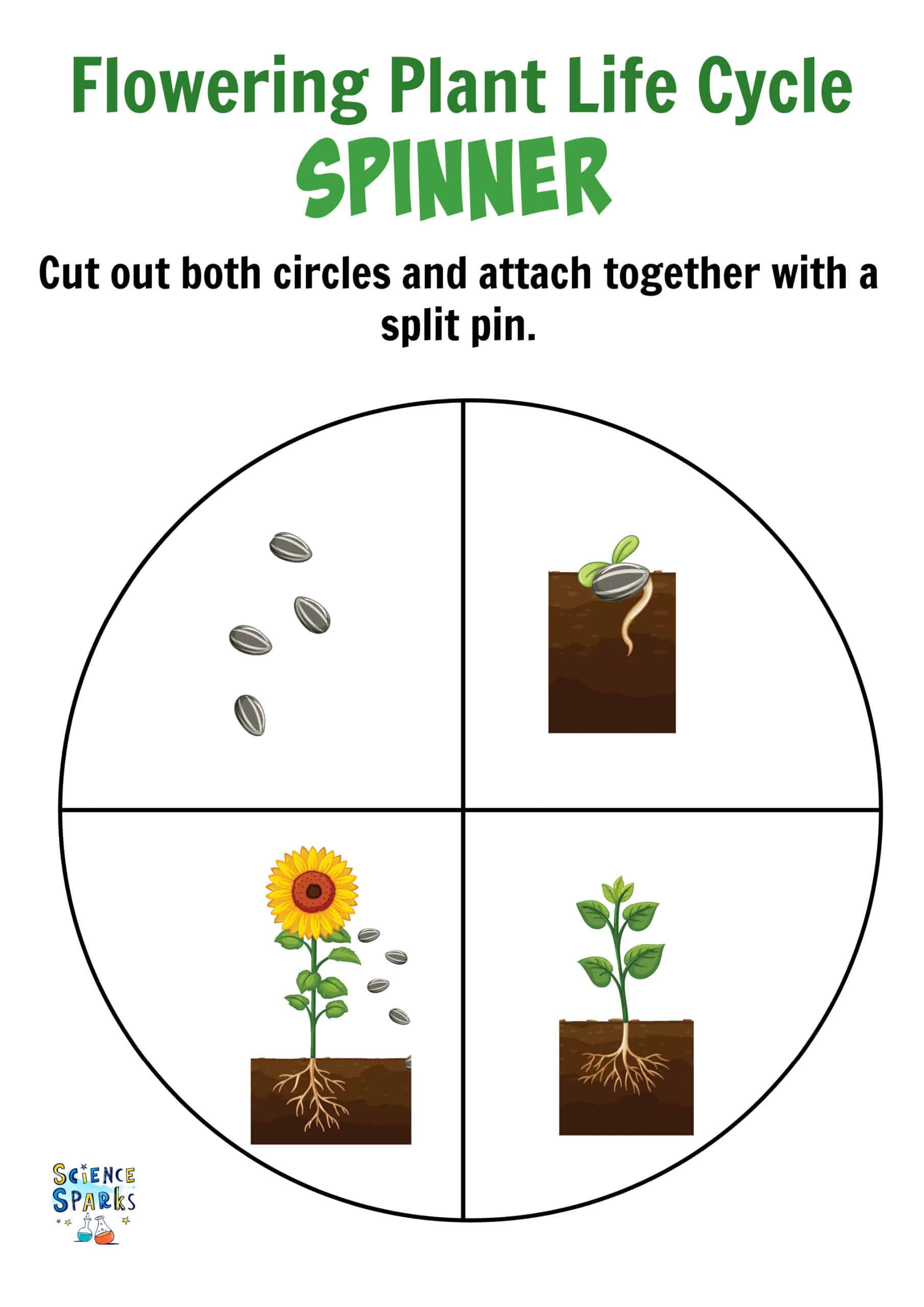 Plant Science - Plant Life Cycle Spinner - Science Sparks