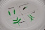 Plant Science - Plant Life Cycle Spinner - Science Sparks