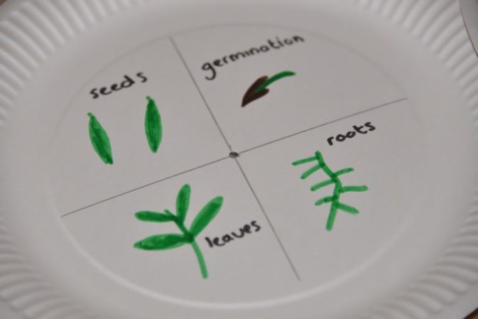 Plant Science - Plant Life Cycle Spinner - Science Sparks