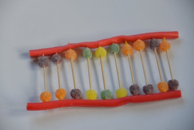 Candy DNA Model - Edible Science Experiment