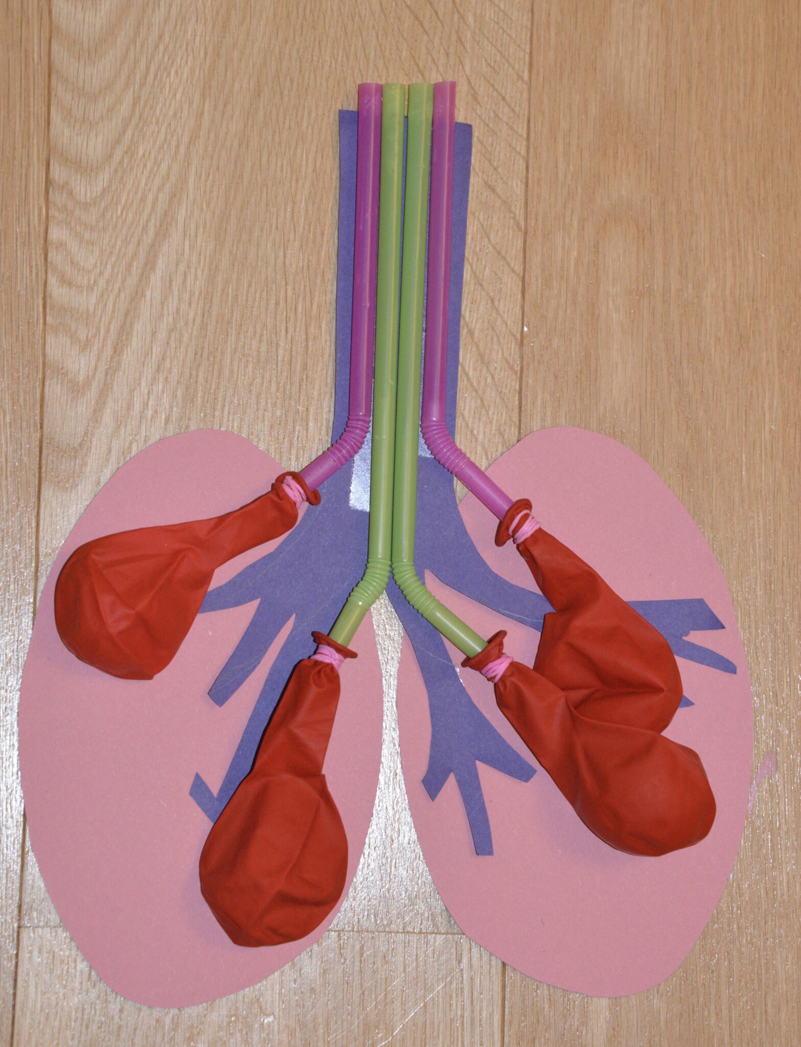 Model Lung - Find Out How Lungs Work - Science Experiments for Kids