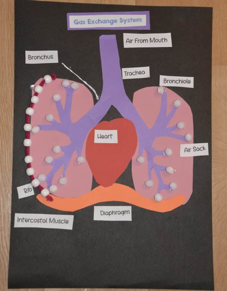 Model Lung - Find Out How Lungs Work - Science Experiments for Kids