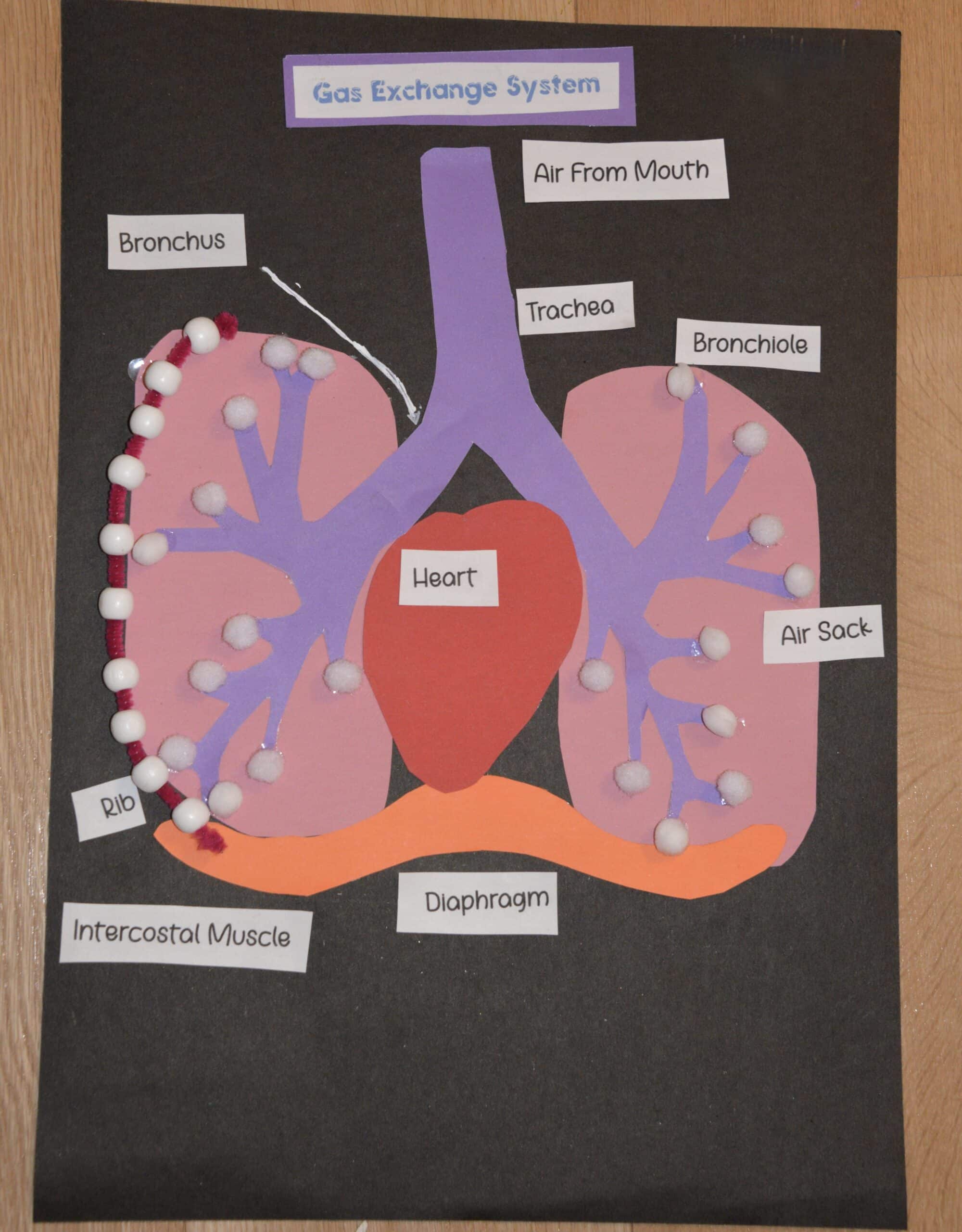 Model Lung - Find Out How Lungs Work - Science Experiments for Kids