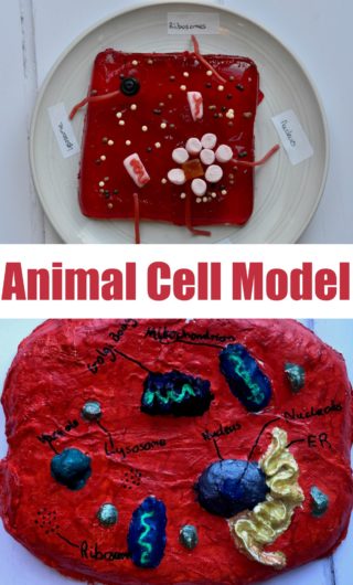 Cell Biology for Kids - Animal Cell Model - Science Experiments for Kids