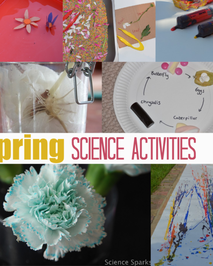 Easy preschool plant activity