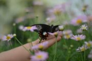Minibeast Hunt Top Tips