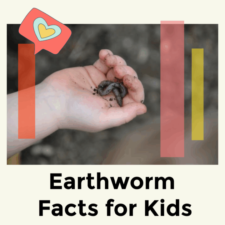 Earthworm Facts for Kids - Science Sparks