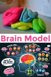 How to make a Brain Model - Human Body Science for Kids