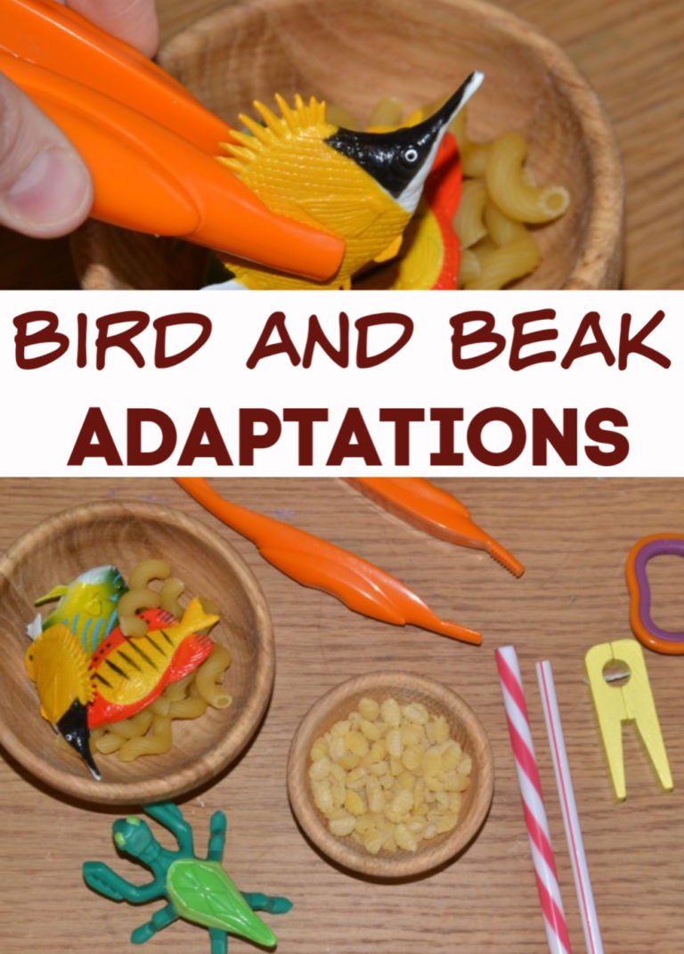 Bird Beak Adaptations - Darwins Finches - Science for Kids
