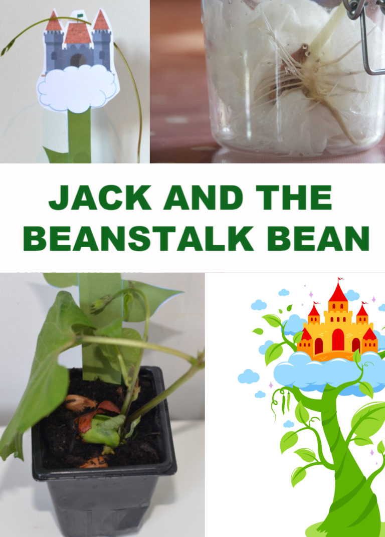 Jack and the Beanstalk Bean