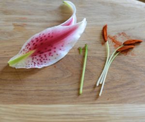 Plant Science - Dissect a flower and more plant experiments