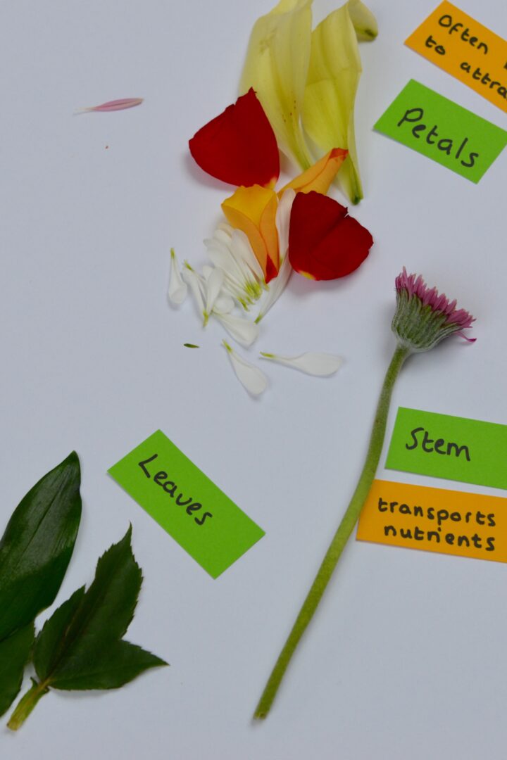 Simple plant transpiration experiment
