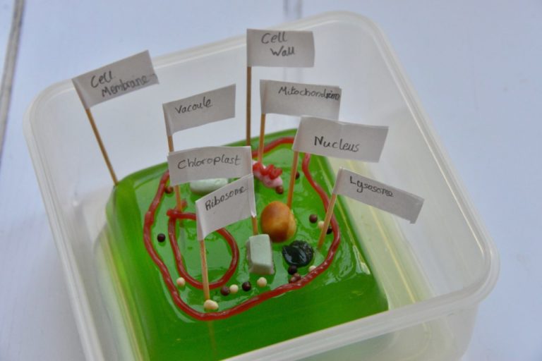 Cell biology for kids - Easy Plant Cell Model Ideas - Science ...