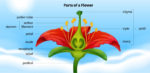 Plant Science - Dissect a flower and more plant experiments