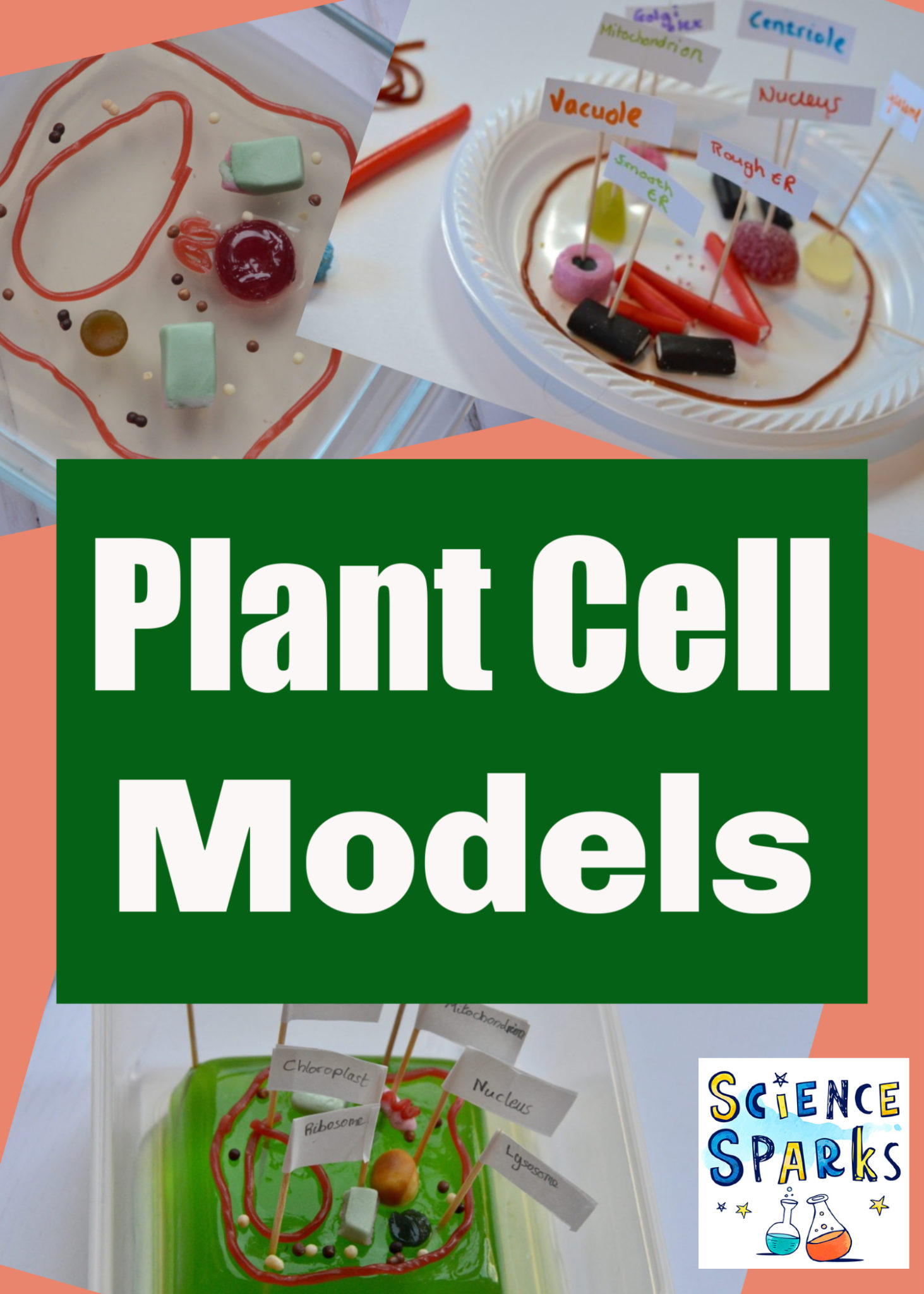 Cell biology for kids - Easy Plant Cell Model Ideas - Science ...