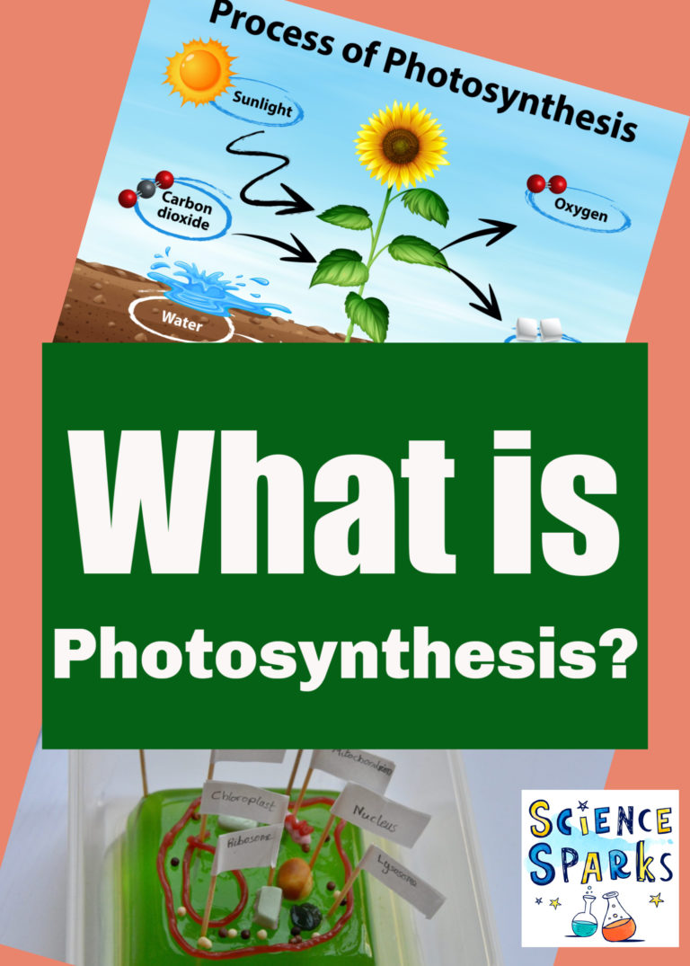 What is photosynthesis?