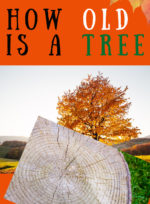 How to find out the age of a tree
