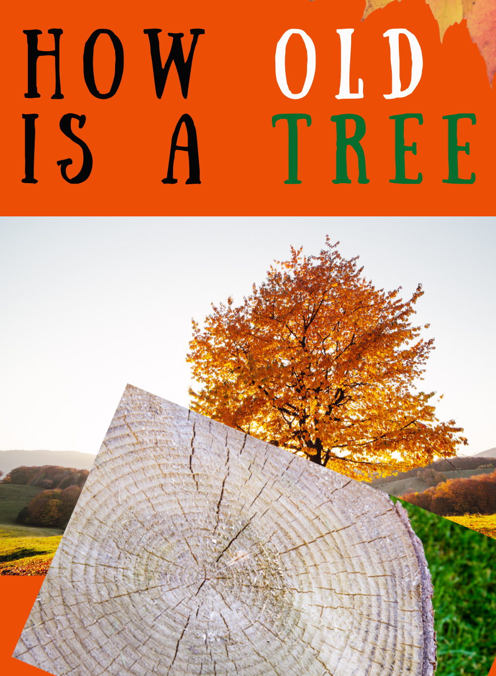 How to find out the age of a tree