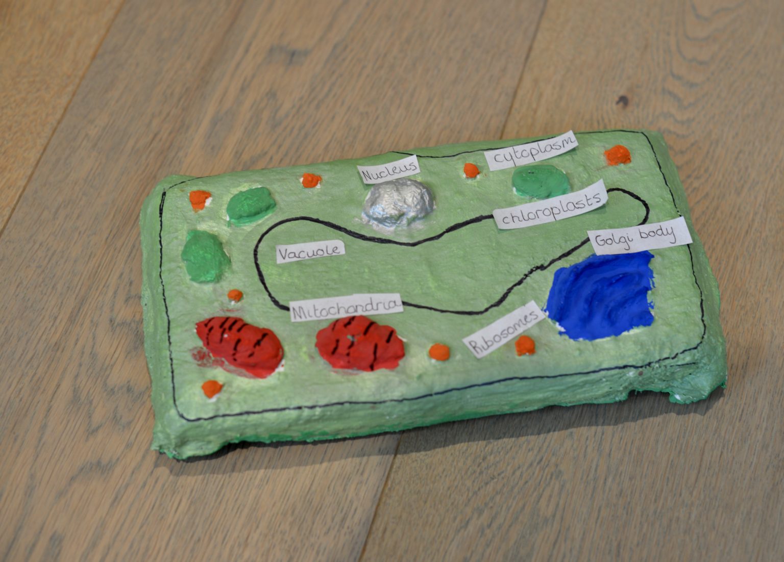Cell biology for kids - Easy Plant Cell Model Ideas - Science ... Cell biology for kids - Easy Plant Cell Model Ideas - Science ...