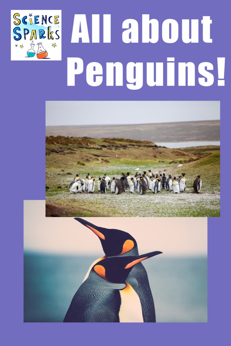 How do Penguins stay warm? - Winter Science for Kids