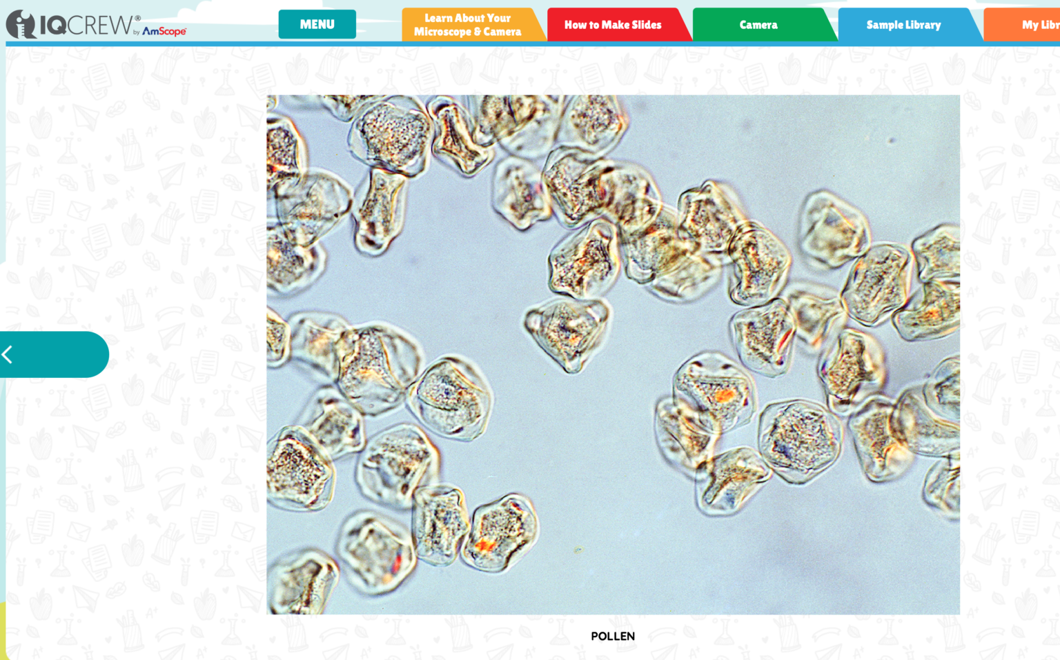 How to Use a Microscope