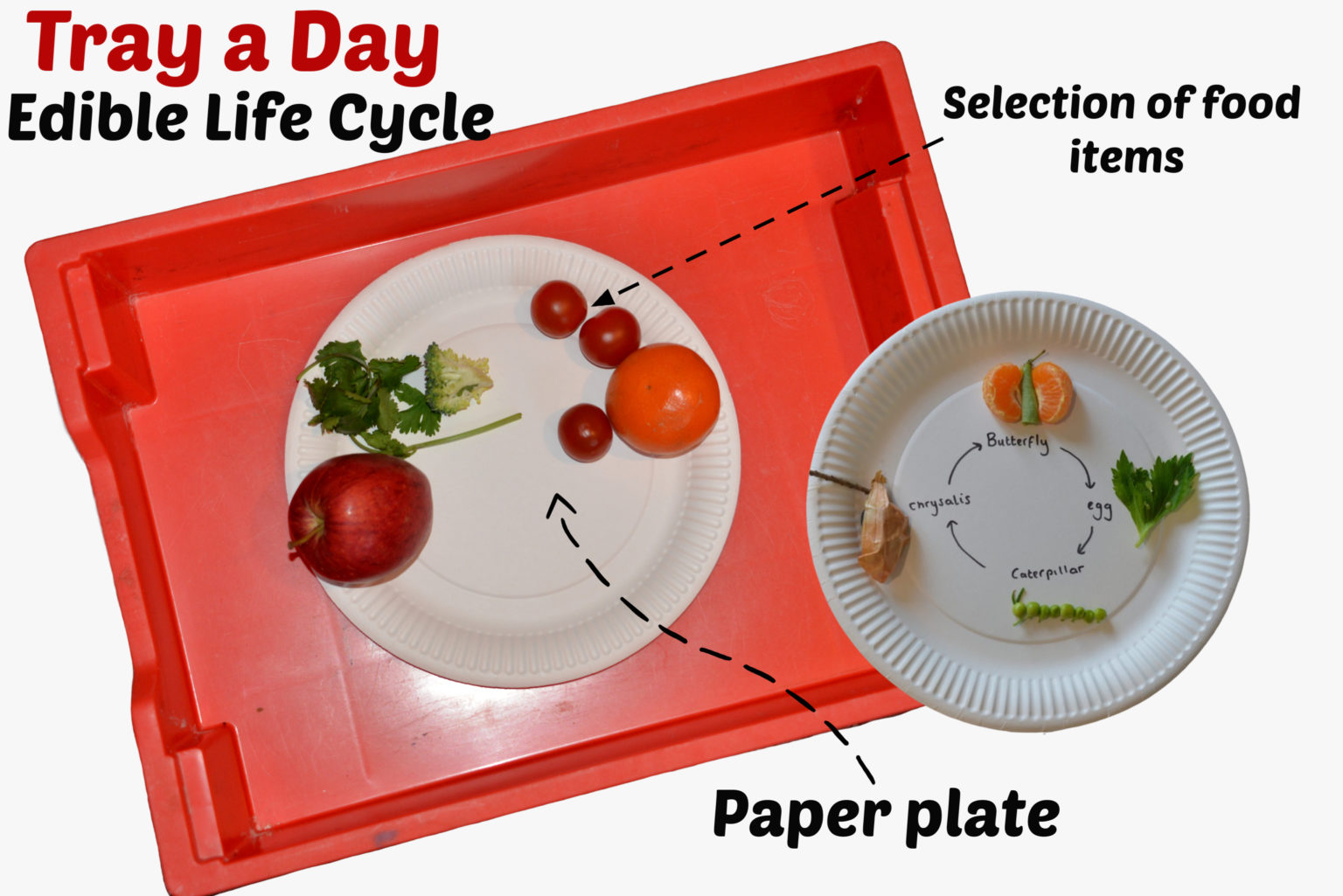 Easy Science for Home and School - Tray a Day - Science in a Tray!