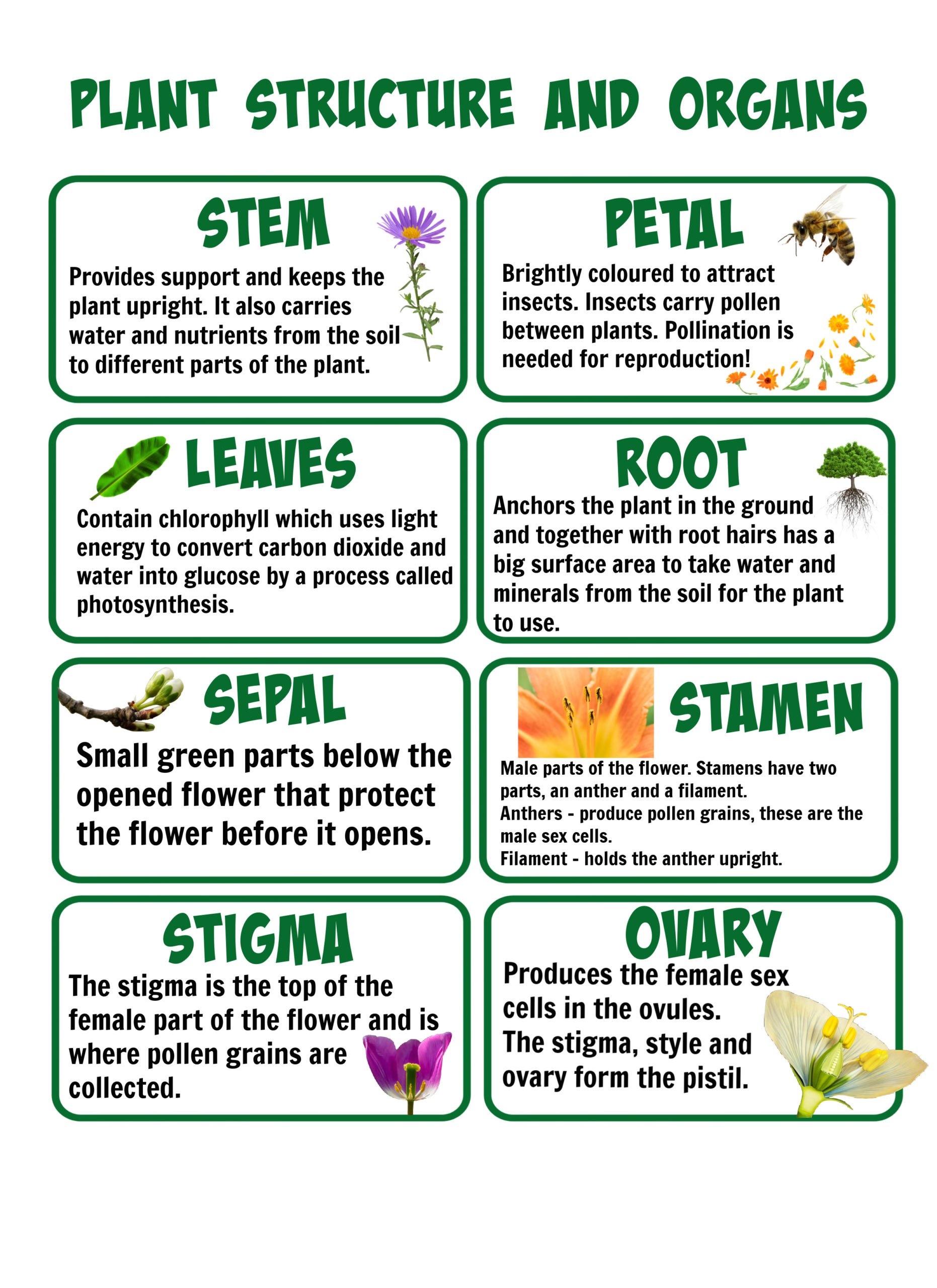 Parts Of A Flower And Their Functions