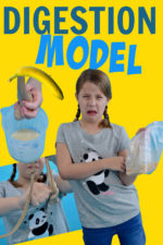 Easy Human Digestive System Model - Human Biology for Kids