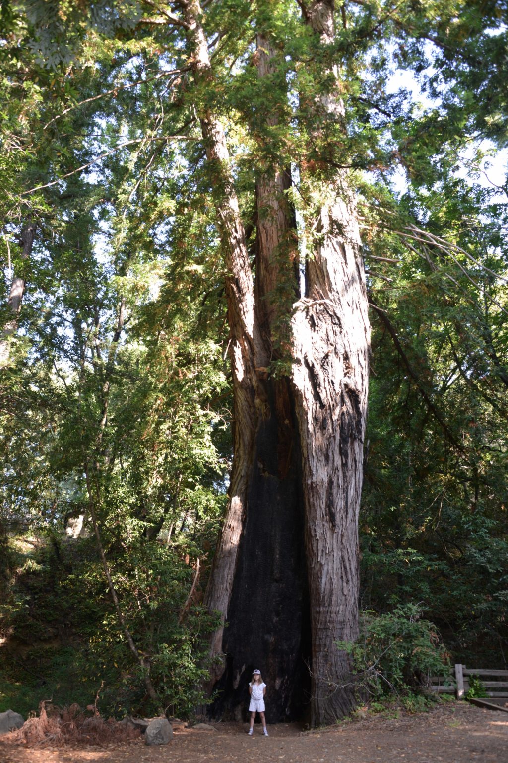 California - Earthquakes and Tall Trees