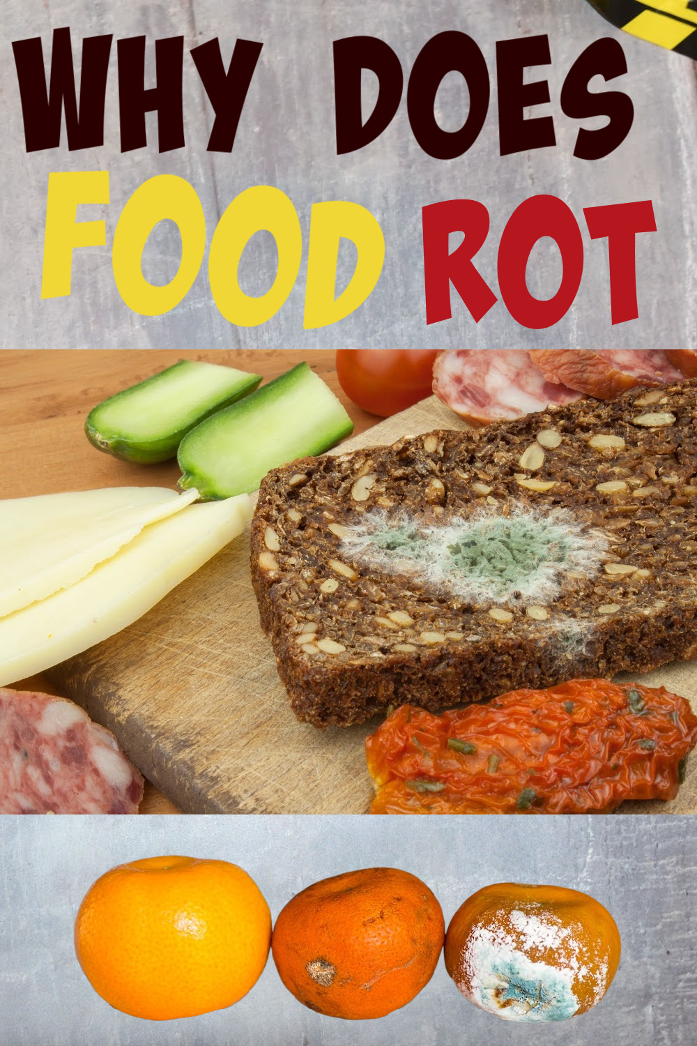 Why does food decay? Microbiology Investigation for kids