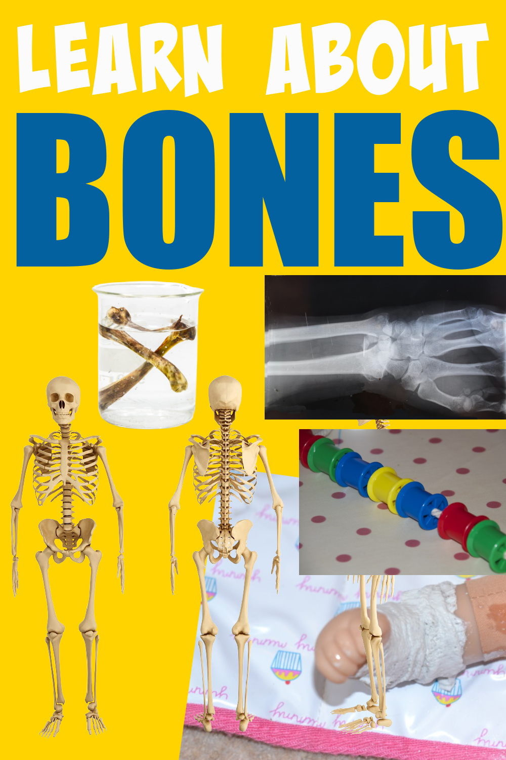 Why do we have bones?