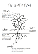 Plant Science Experiments for Key Stage 1 - Science For Kids